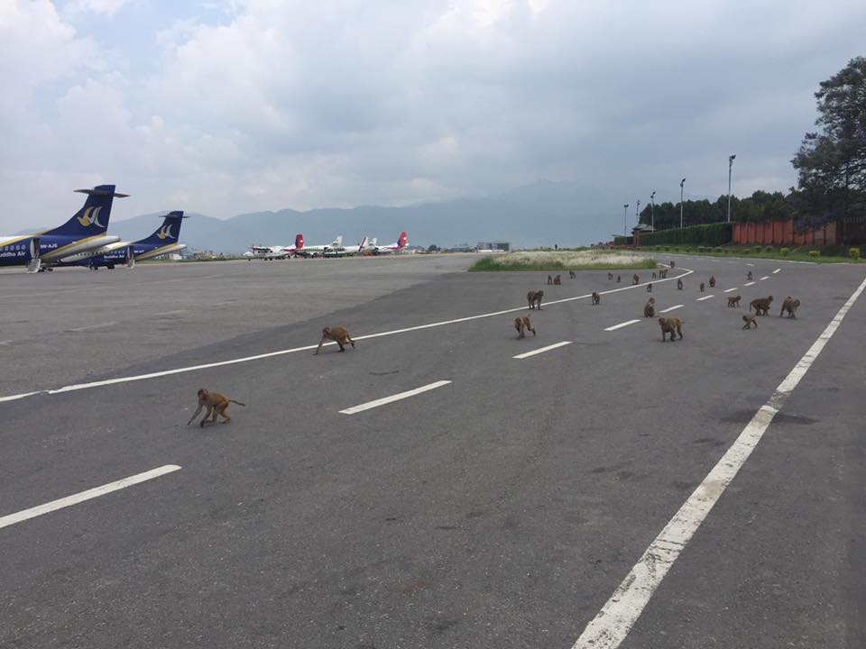 Security guards and huntsmen deployed at TIA to mitigate wildlife hazard