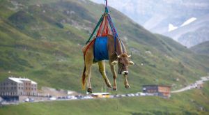 Helicopter rescued injured cows in Switzerland | Aviation News