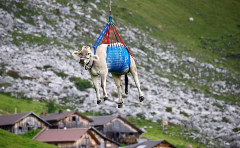 Helicopter rescued injured cows in Switzerland | Aviation News
